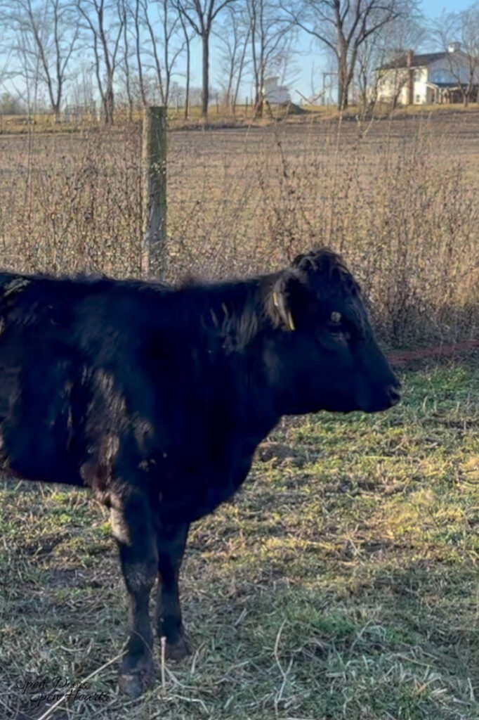 Our New Family Milk Cow | Why We Chose A Dexter - Open Doors Open Hearts