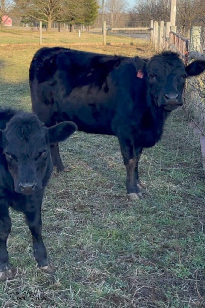 Our New Family Milk Cow | Why We Chose A Dexter - Open Doors Open Hearts
